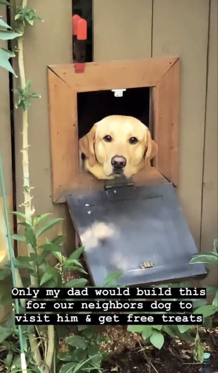 Timeshare Pupper - 9GAG