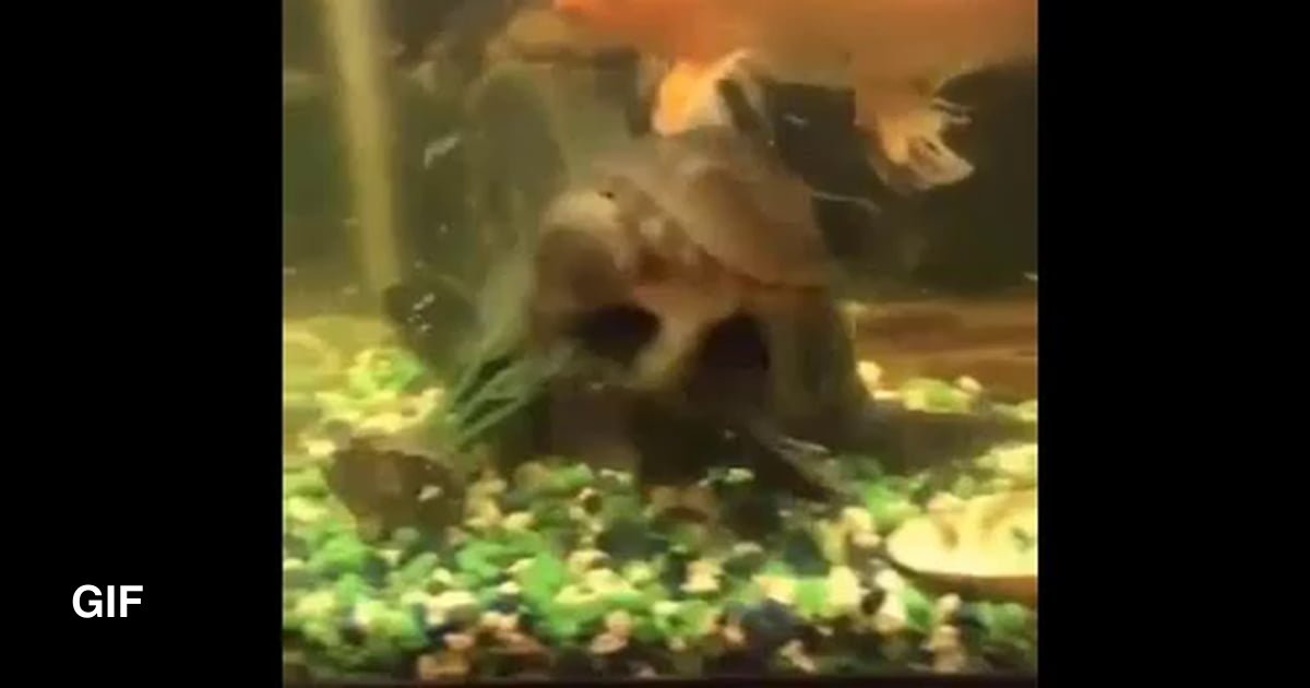 Turtle riding a fish - 9GAG
