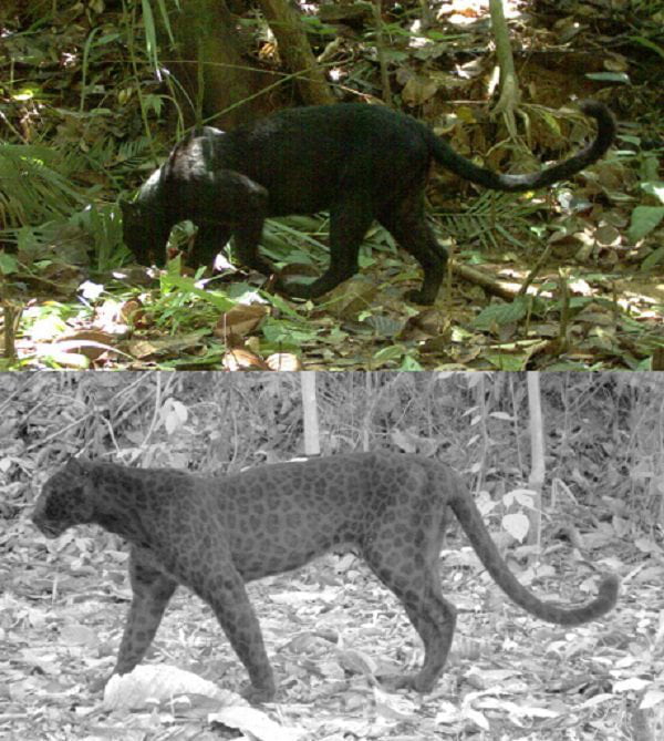 The black leopards of the Malaysian Peninsula may look like they have ...