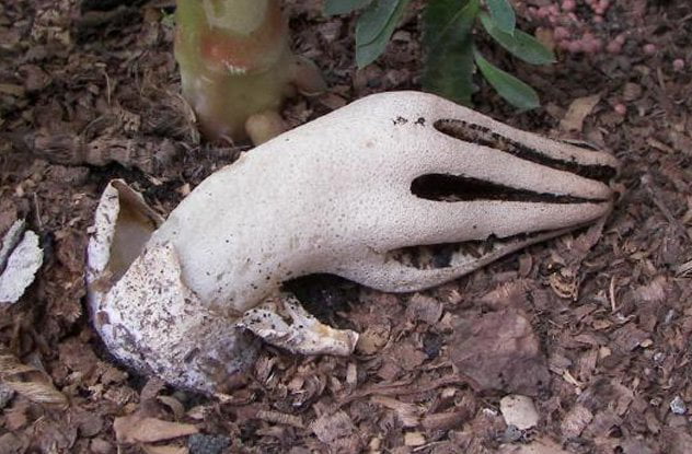 This fungus called "Devil's Fingers" looks like a corpse's hand rising ...