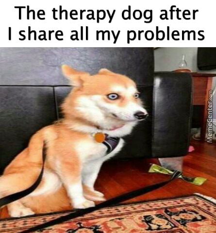 I think the dog needs a therapy dog o well next - 9GAG