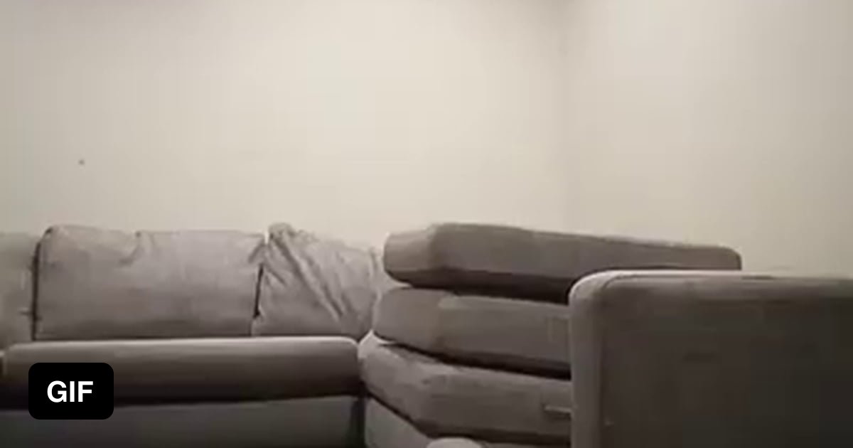 Dog does a trust fall - 9GAG