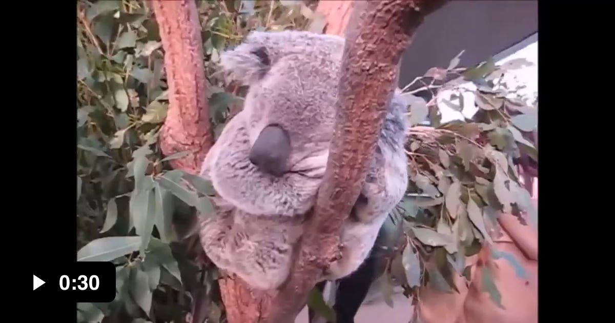 This THICC koala - 9GAG