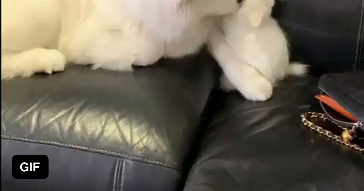 Fluff sisters - 9GAG