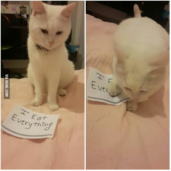 I eat everything - 9GAG