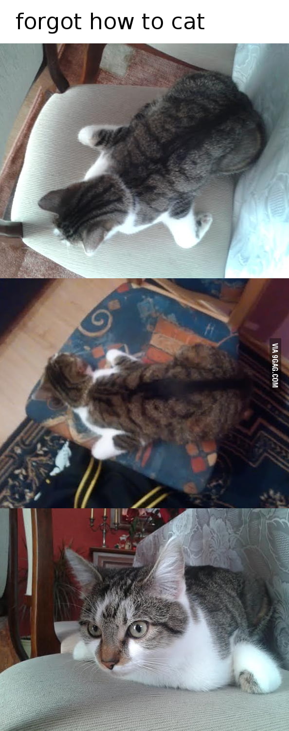 My cat forgot how to cat - 9GAG