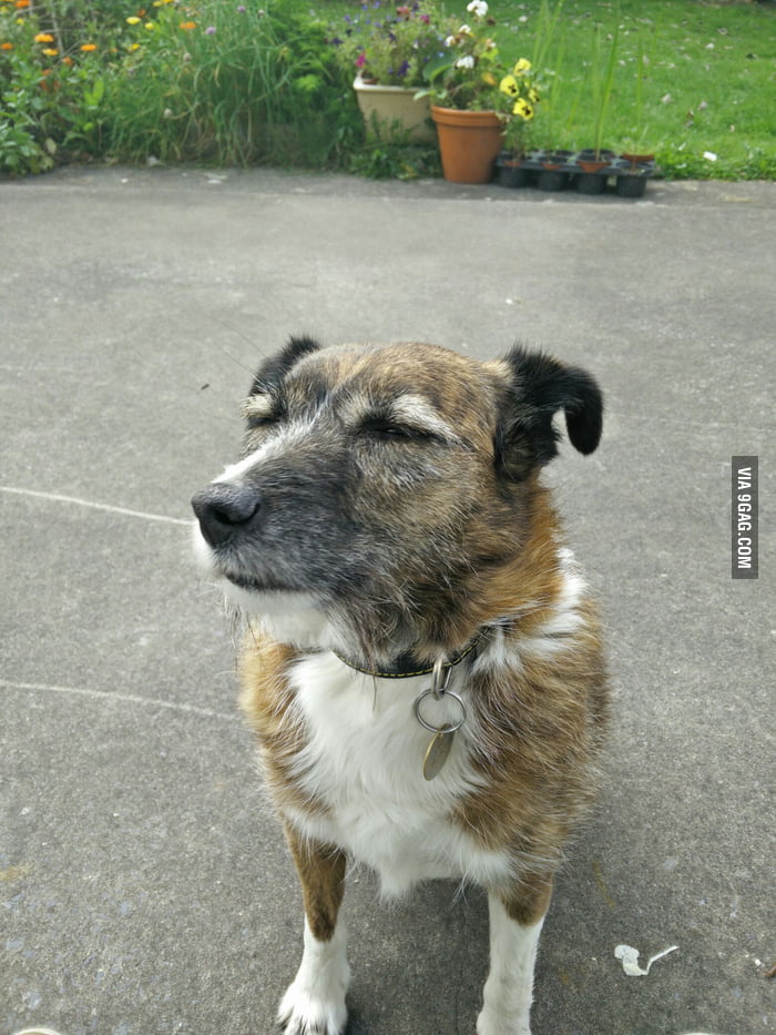 My friend's wise dog - 9GAG