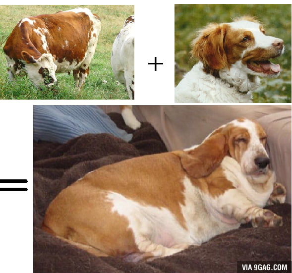 Cow + Dog = - 9GAG
