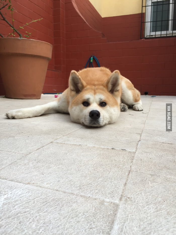 This is my doge, 2 years old, female - 9GAG