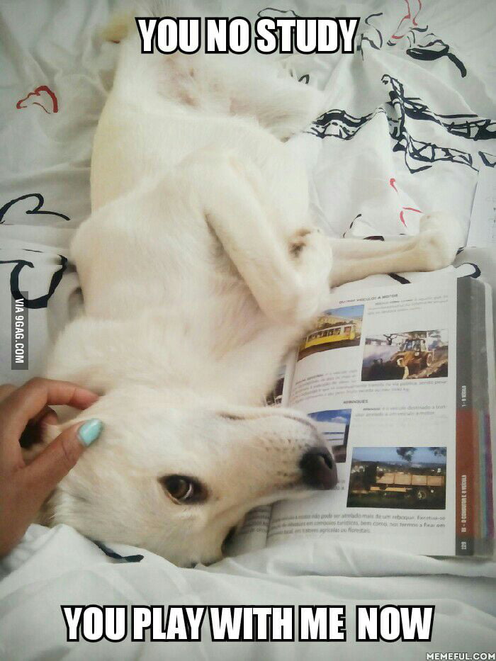 I have an exam tomorrow and my dog be like... - 9GAG