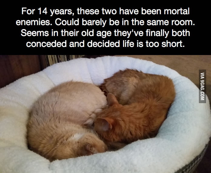 For 14 years, these two have been mortal enemies... - 9GAG