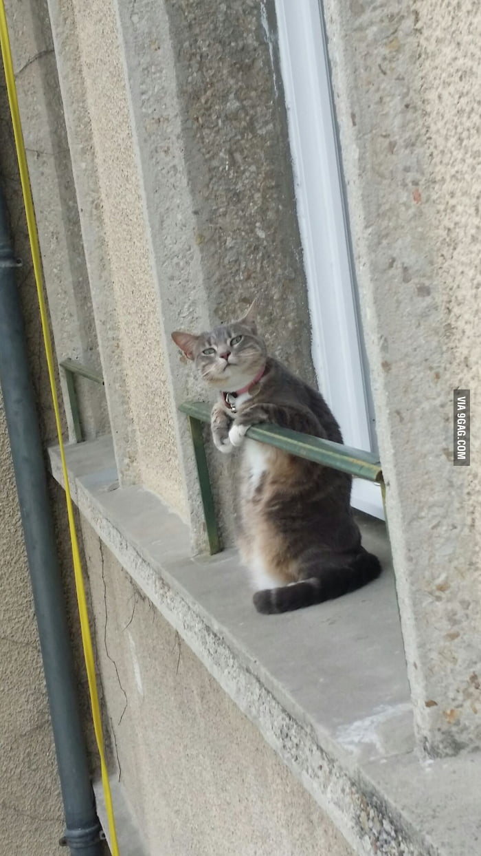 This is how my cat watches people from the window - 9GAG