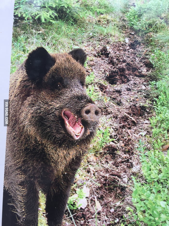 "Shieeeeeeeeet" - 9GAG