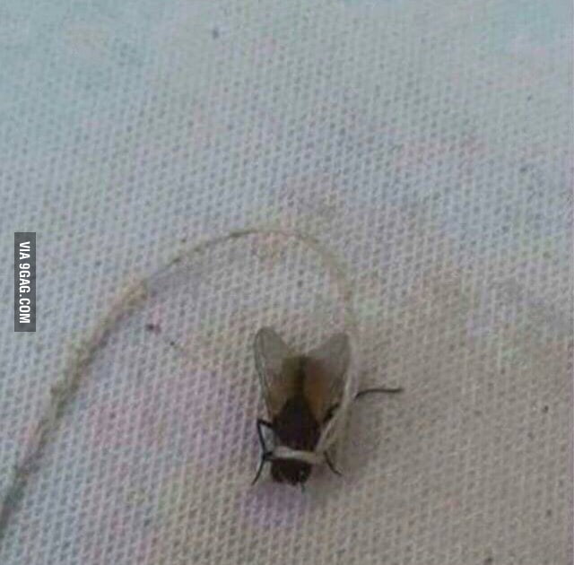 Selling my Petfly, it's very good with kids and other flies. - 9GAG