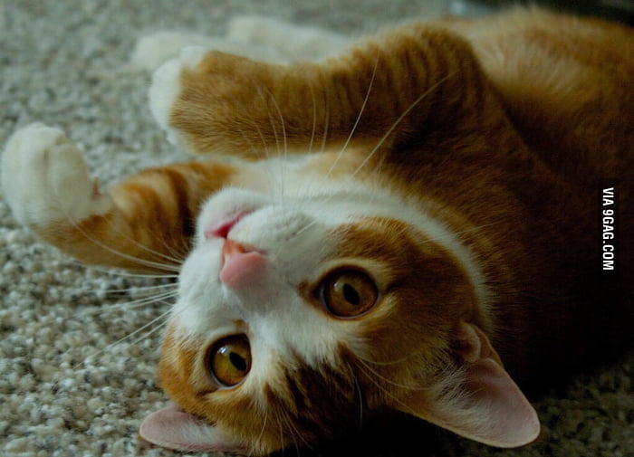 Cute ginger cat - 9GAG