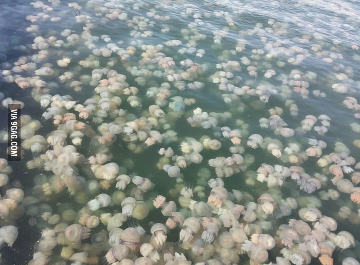 Jellyfish in the Black Sea - 9GAG
