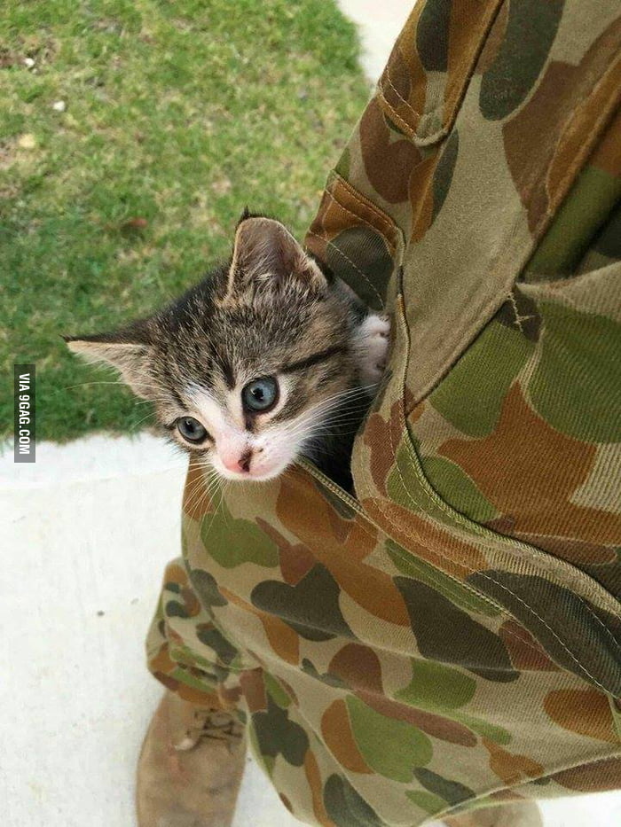 My Bro's new military kitty - 9GAG