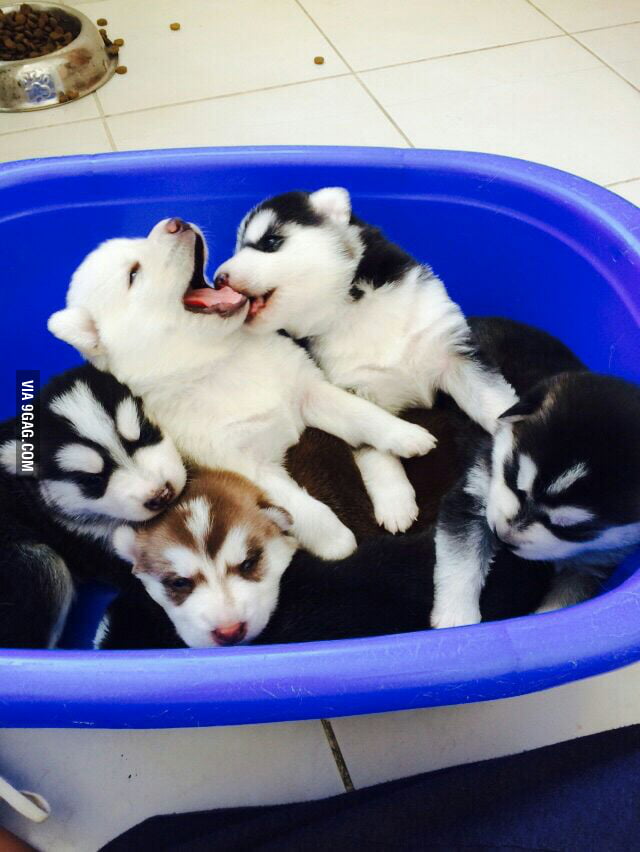 I heard you guys like puppies, my Siberian Huskies - 9GAG