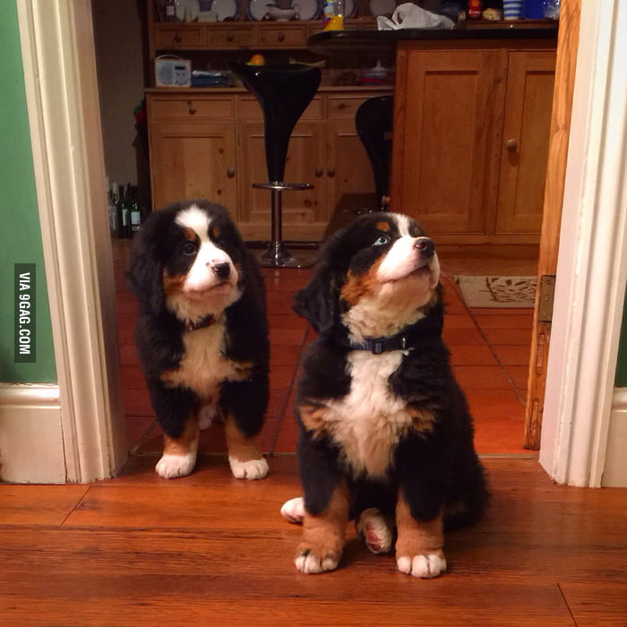Brother And Sister 9gag 4627