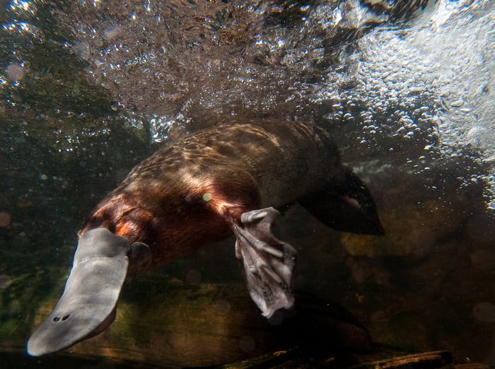 The small platypus, is a bizarre mish-mash of body parts—a duck-like ...