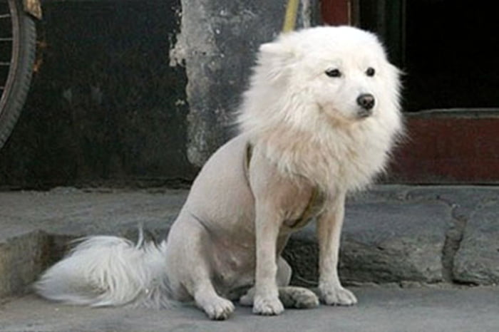 A Samoyed dog that's been shaved - 9GAG