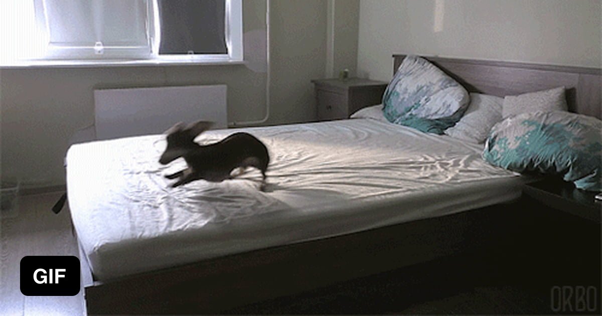 Bed zoomies - 9GAG