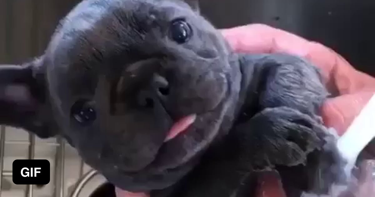 Sooooooo Cute! - 9GAG