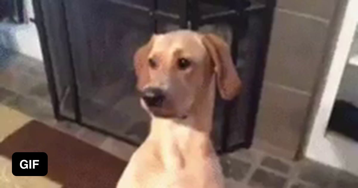 Poor pupper didn't stand a chance - 9GAG