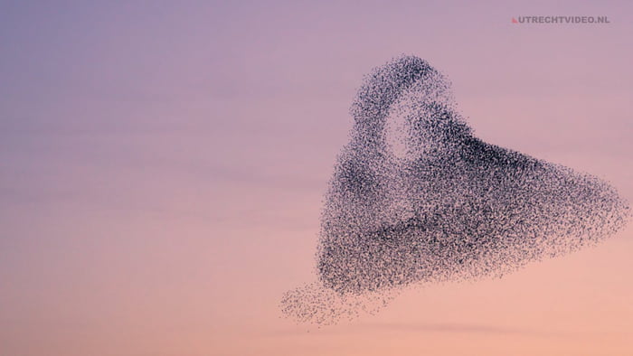 Flock of Sparrows in Utrecht, the Netherlands - 9GAG