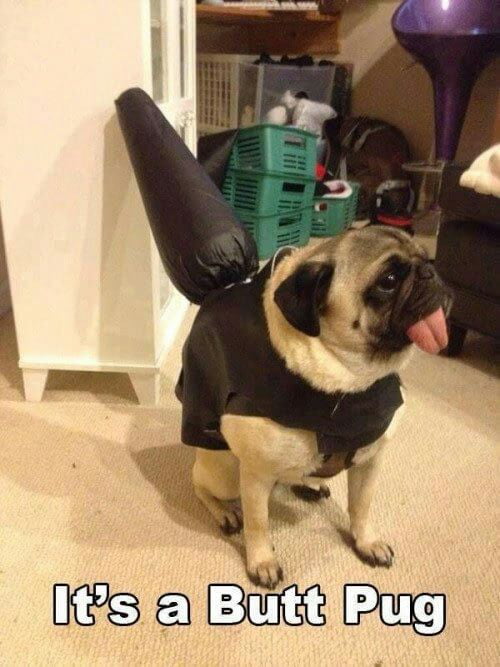 Pug with a Butt Plug on it's butt - 9GAG