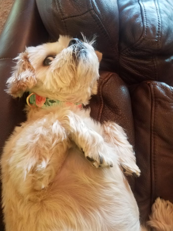 Dog did a spook - 9GAG