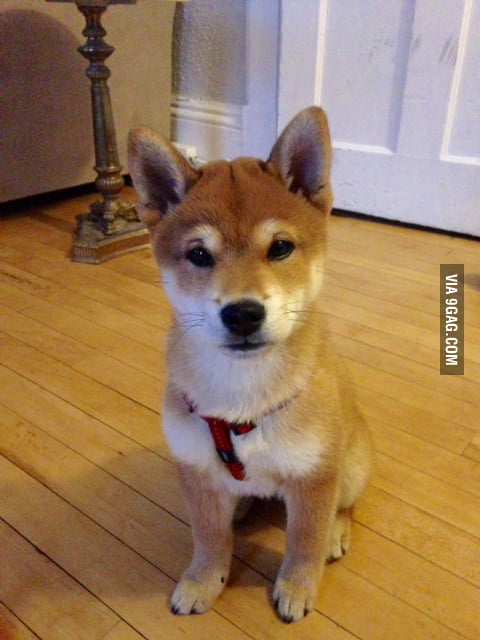 Doge puppy. Much cute. Such stubborn. - 9GAG