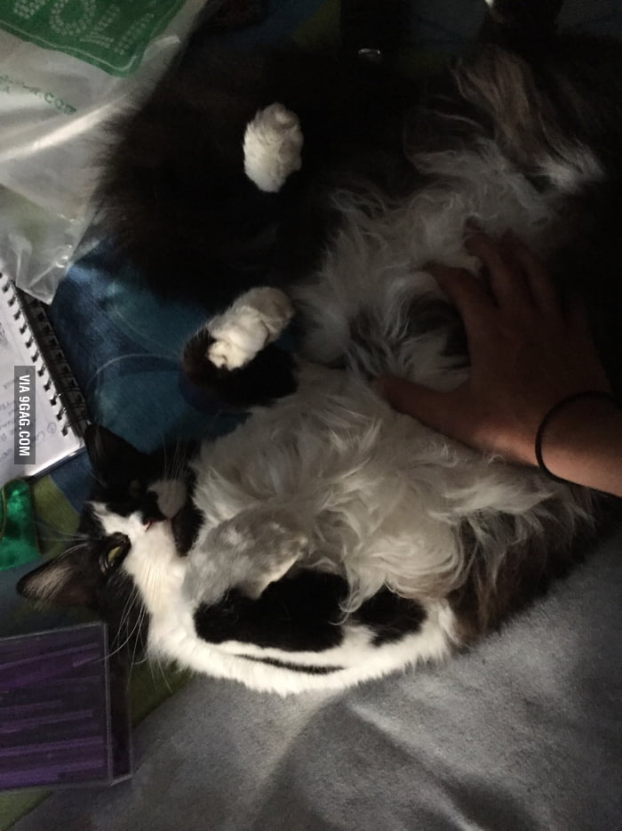 Scratch my tummy human! - 9GAG