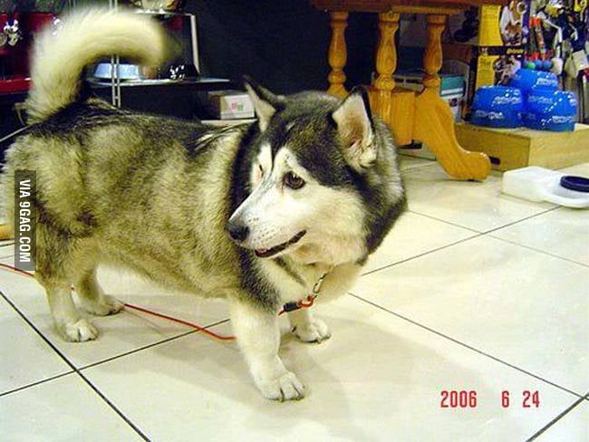 This poor creature...is that Moon Moon? (Husky and Corgi mix breed) - 9GAG