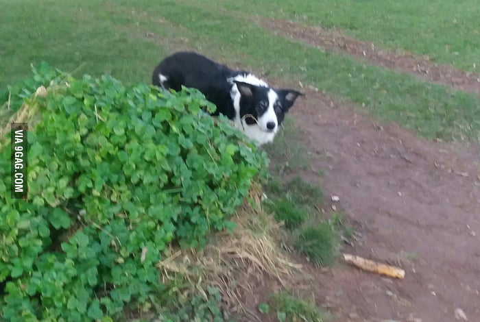 Monty likes to put his stick down and "hide" behind something until I ...