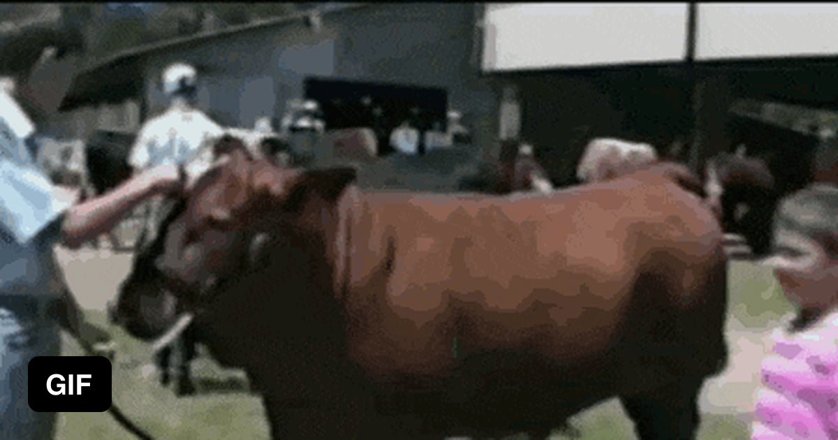Mad Cow - 9GAG