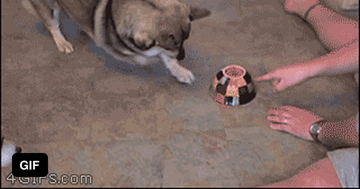 Dog chases laser pointer - 9GAG