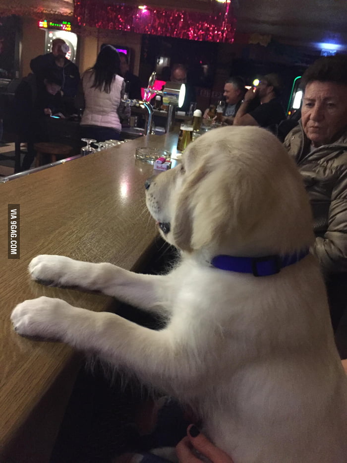 It's been a ruff week - 9GAG