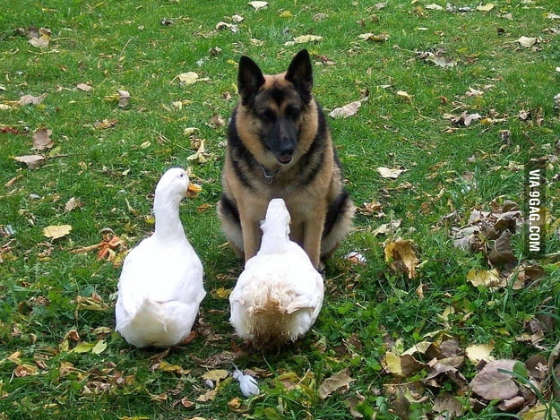 Two geese and a dog having a business meeting - 9GAG