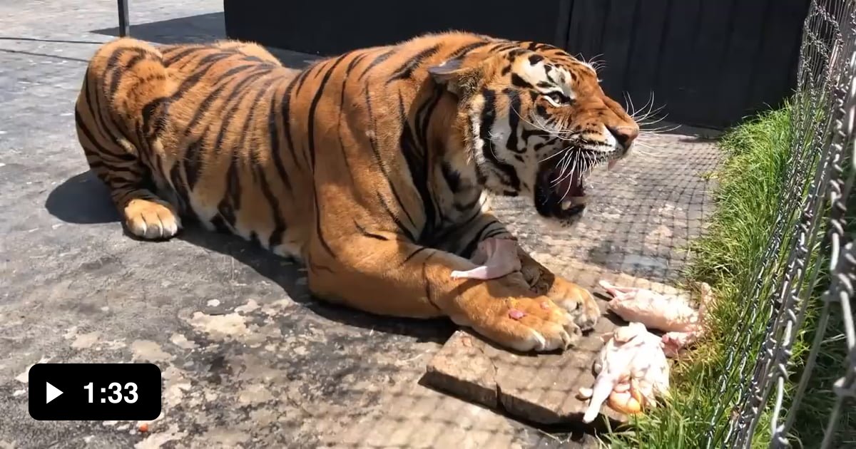 6.5litre V12 Siberian Tiger - 9GAG