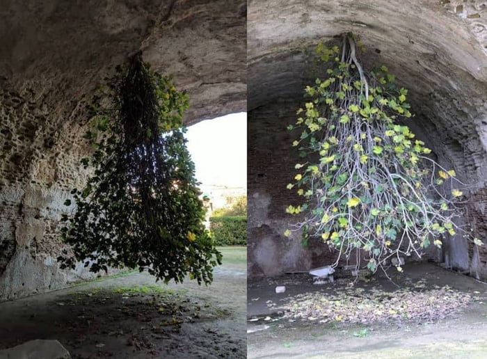 A tree that decided to grow upside-down in an archeological park in ...