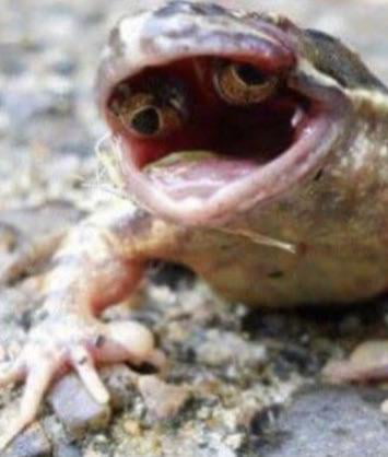 There’s a weird frog mutation where eyes grow in its mouth - 9GAG