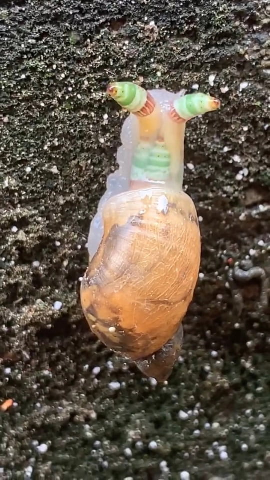 The brightly coloured parasitic worm Leucochloridium takes over the ...