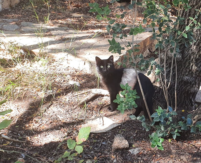 Street Cat in Porto Cervo - 9GAG