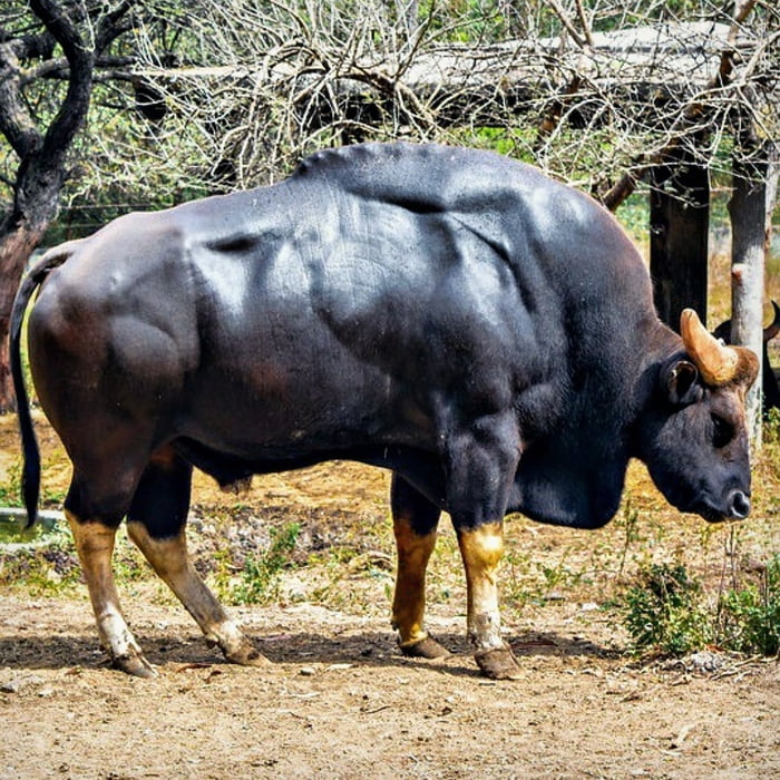 Gaur :The Undomesticable - 9GAG