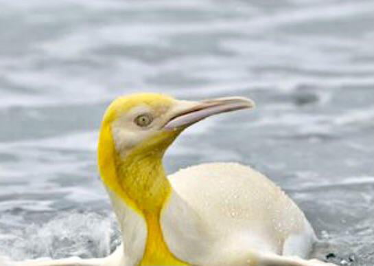Rare Yellow Penguin Photographed for the First Time - 9GAG