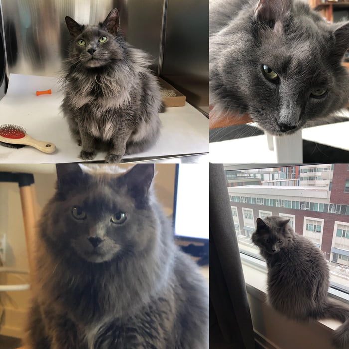 Regis at the Humane Society (top left) vs Now (2 years) - 9GAG