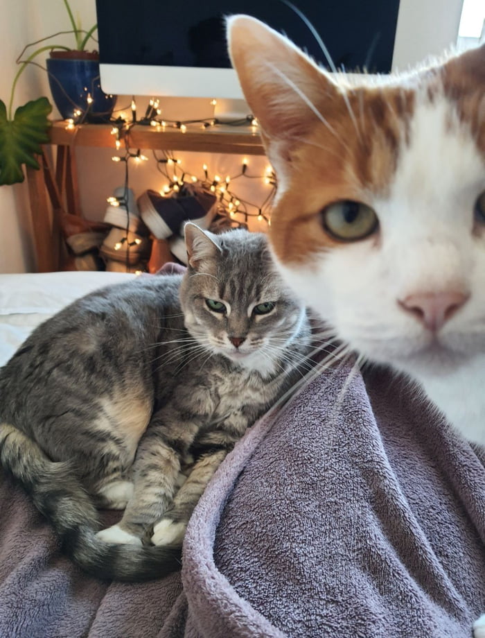 It's patoot time - 9GAG