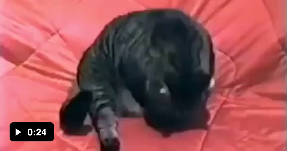 Cat get war flashback - 9GAG