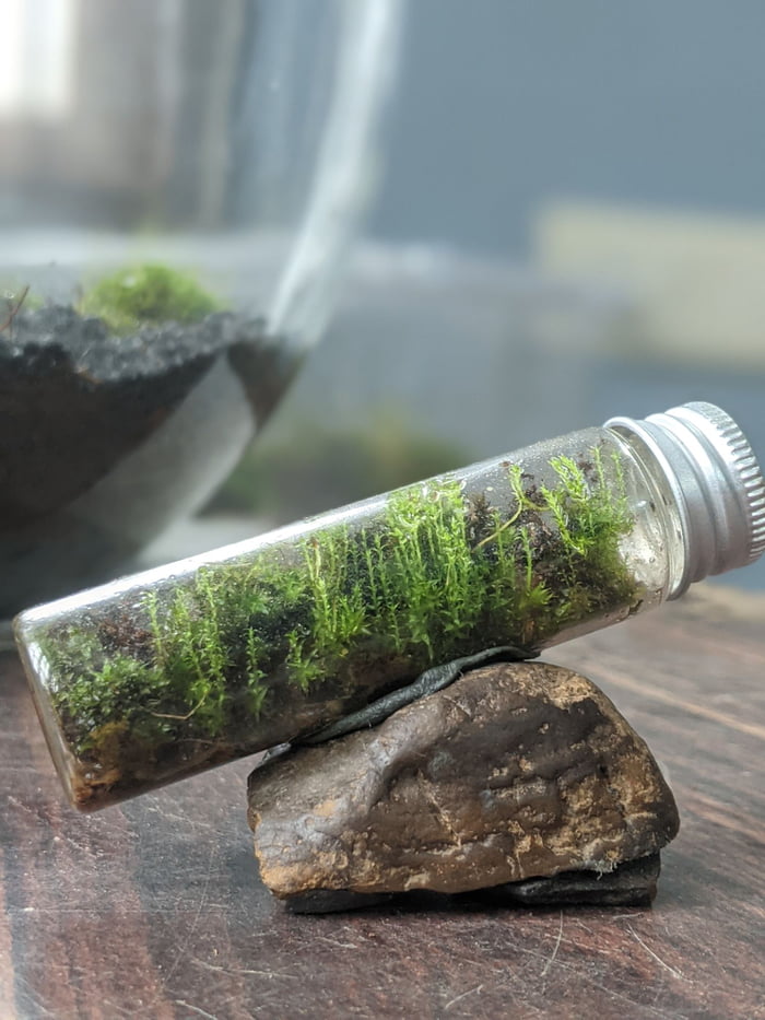 Tiny moss terrarium - 9GAG